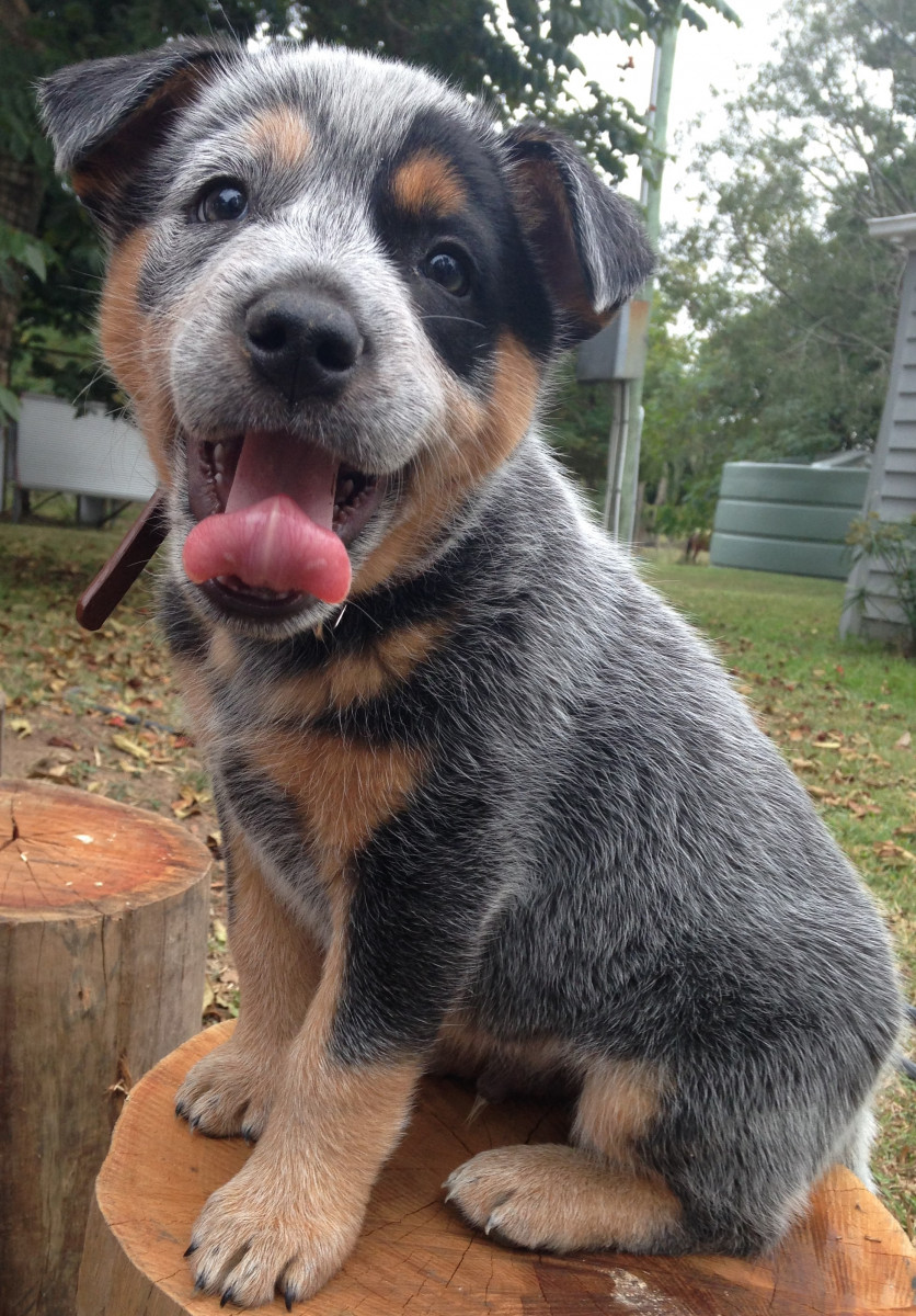 How to take great photos of your dog | Aussie Pooch Mobile