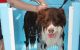 Dog Wash | Aussie Pooch Mobile