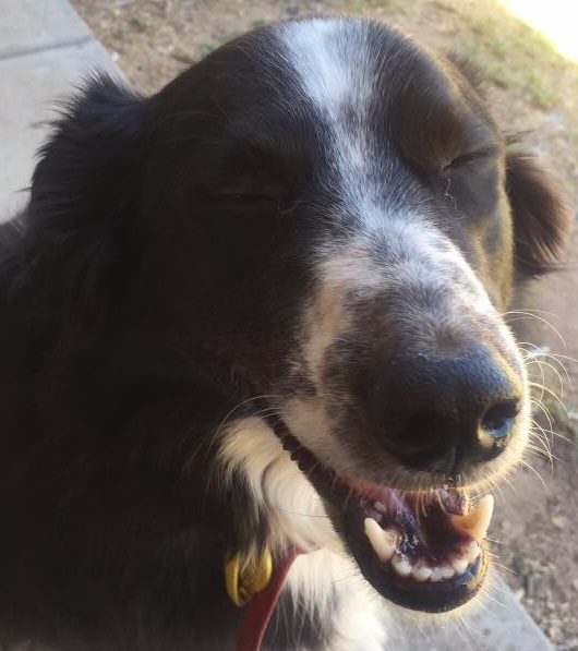 April Dog Photo Competition | Aussie Pooch Mobile