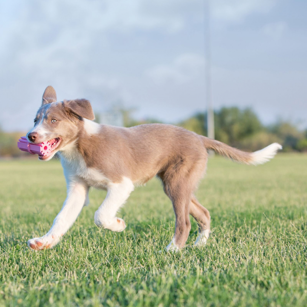 NEW limited edition puppy packs! | Aussie Pooch Mobile