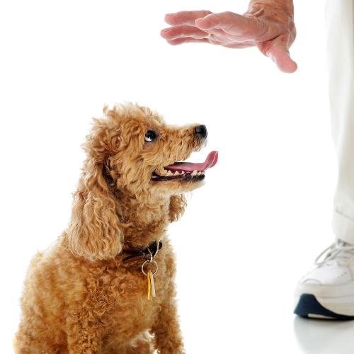Teaching your dog hand signals | Aussie Pooch Mobile