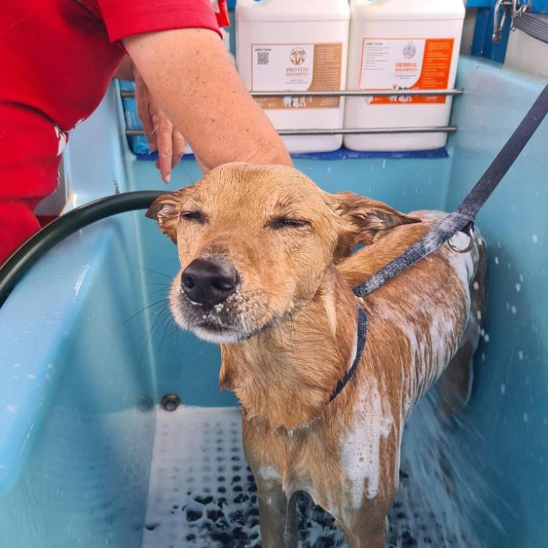 Water-Wise Grooming: How Aussie Pooch Mobile Practices Sustainable Dog ...
