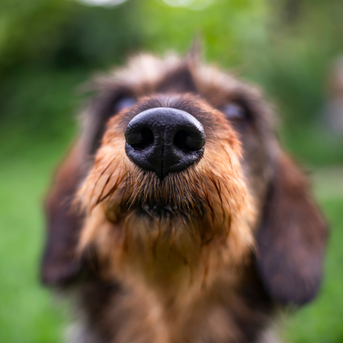 Sniff-Test Approved: What Your Dog’s Nose Knows About Cleanliness ...